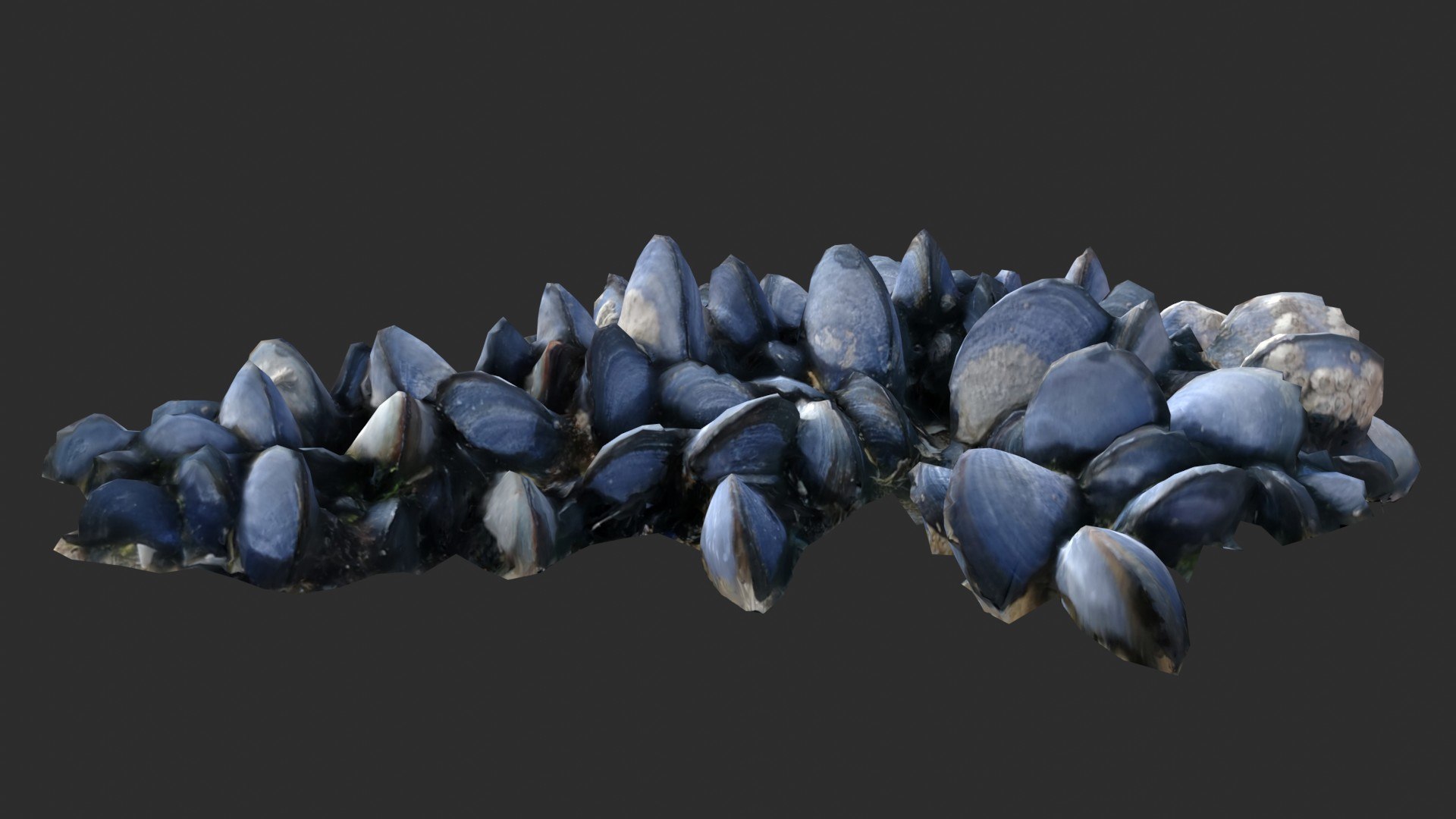 Mussels 3 3D - TurboSquid 1786408