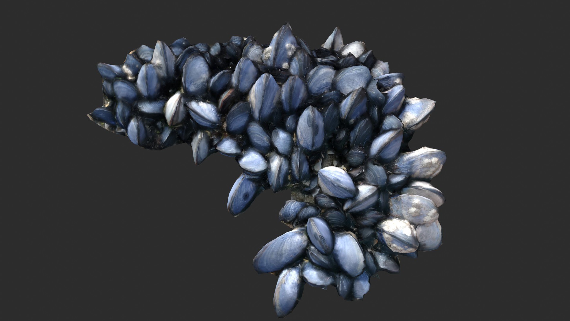 Mussels 3 3D - TurboSquid 1786408