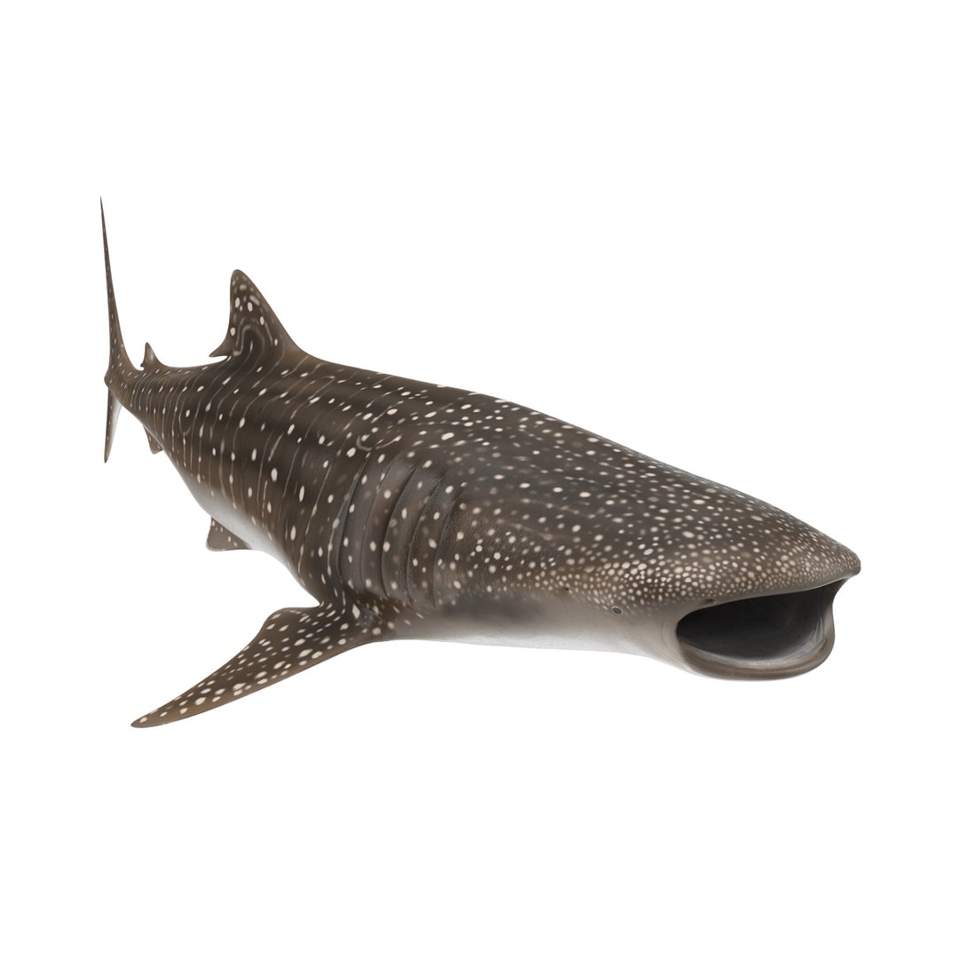 Whale Shark Pose 3 3d Model