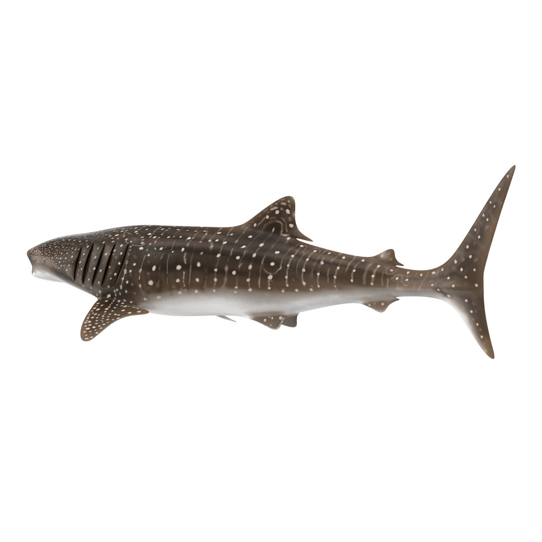 Whale Shark Pose 3 3d Model