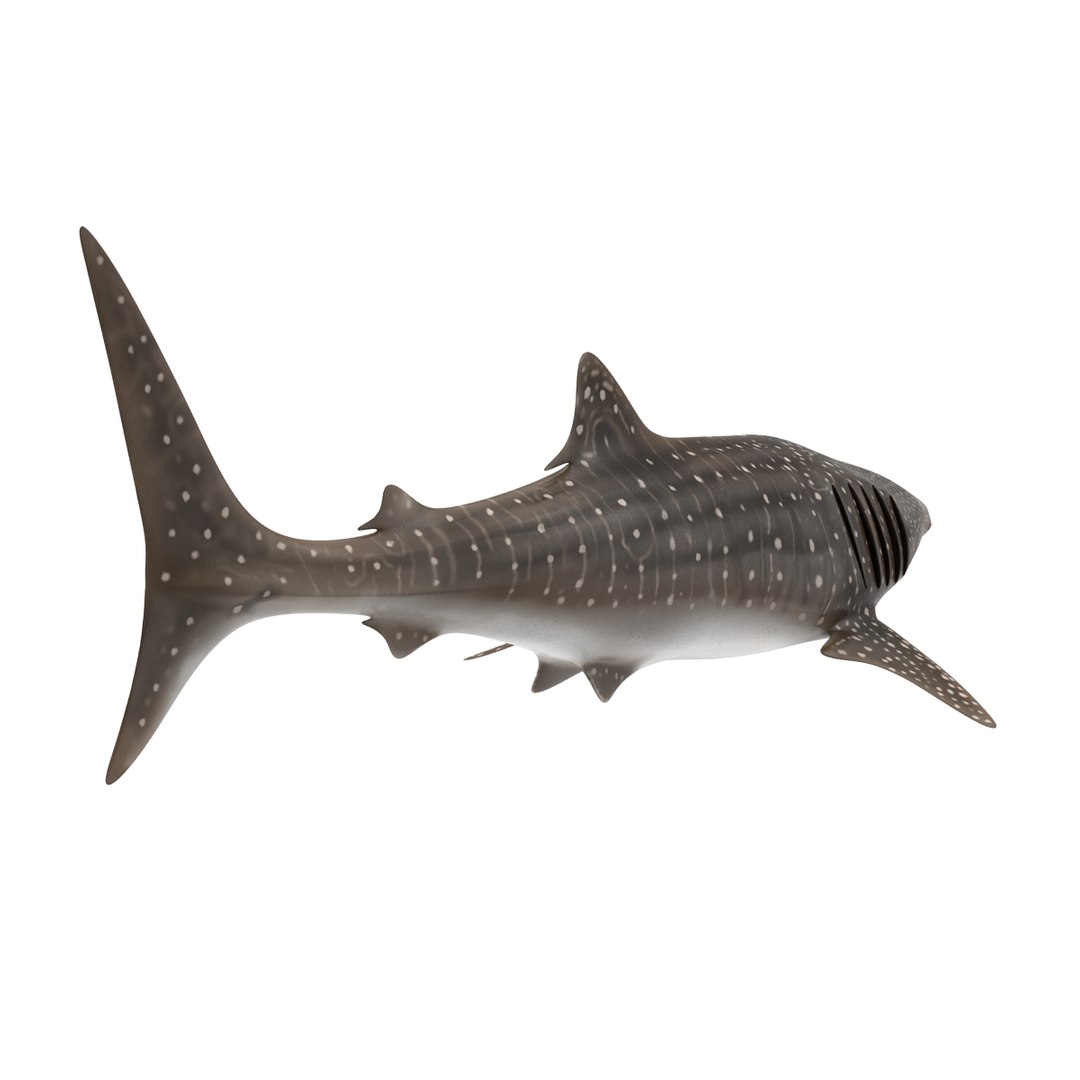 Whale Shark Pose 3 3d Model