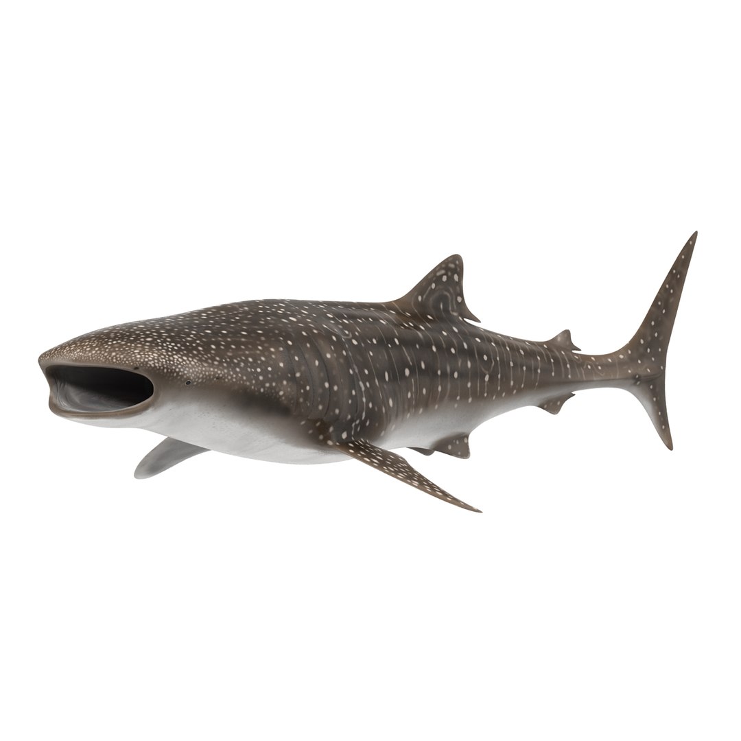 Whale Shark Pose 3 3d Model