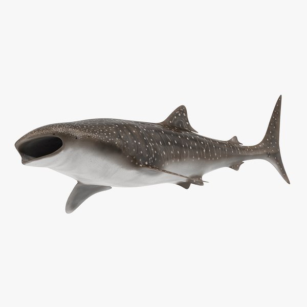 Free 3D Whale-Shark Models | TurboSquid