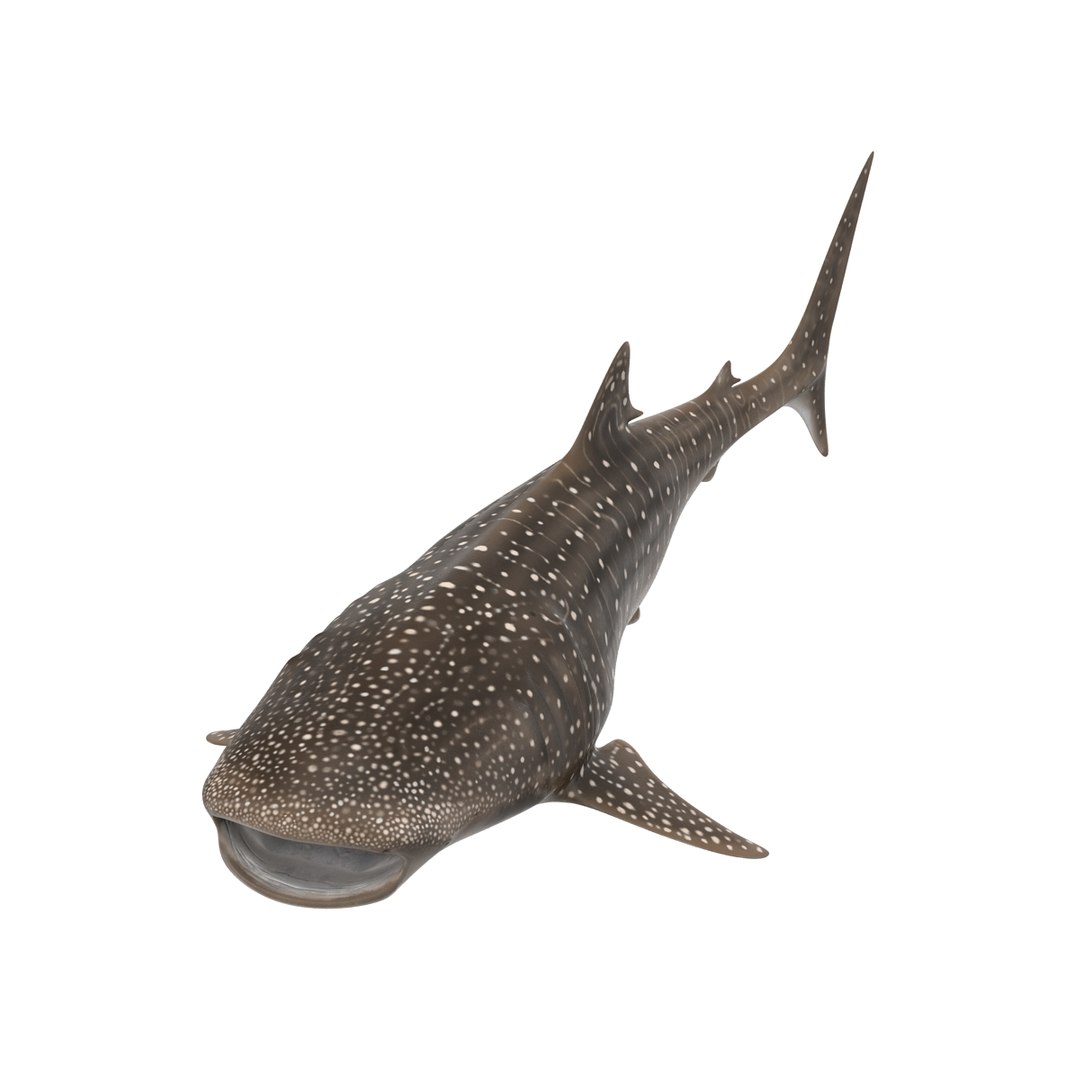 Whale Shark Pose 3 3d Model