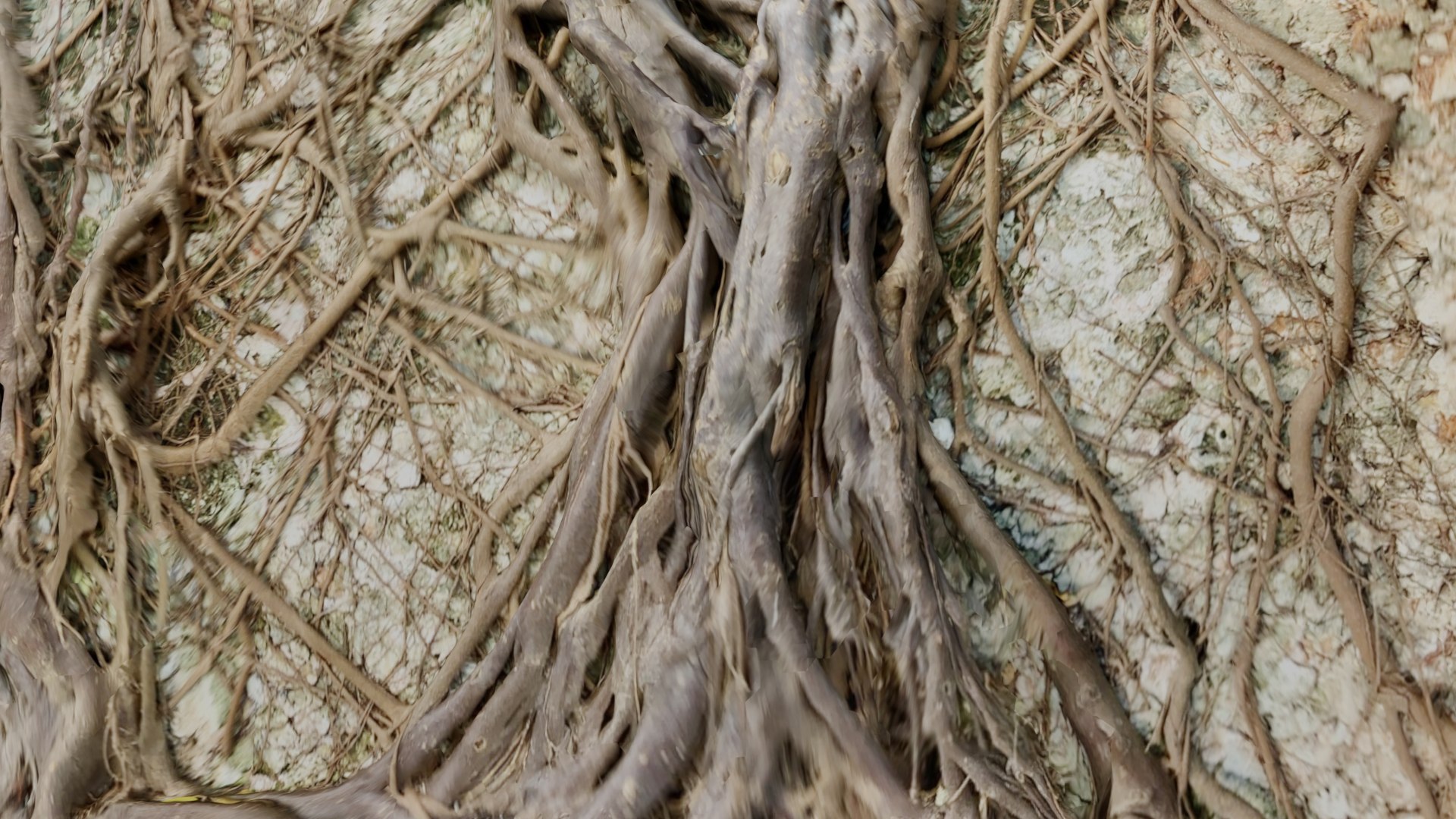 Roots In A Wall Lidar Scan 3D - TurboSquid 1909929