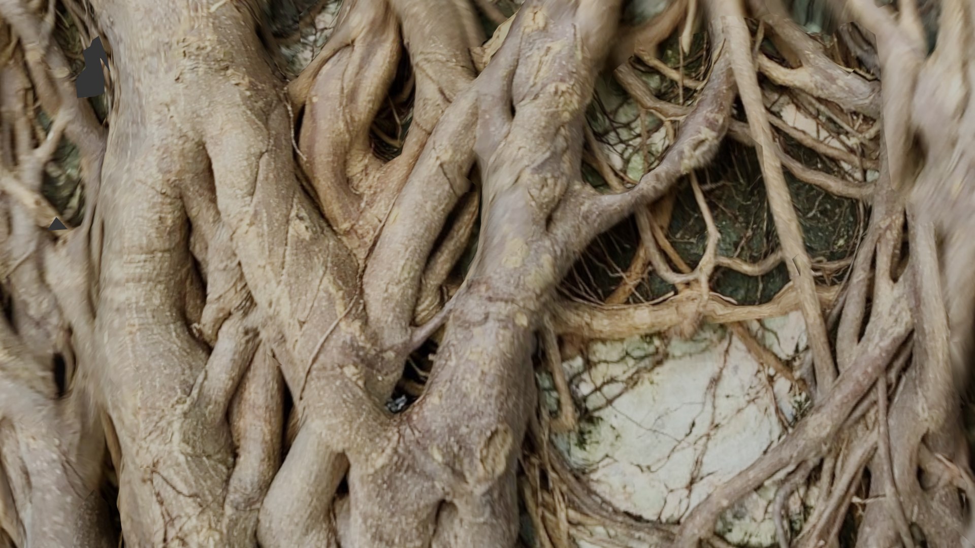 Roots In A Wall Lidar Scan 3D - TurboSquid 1909929