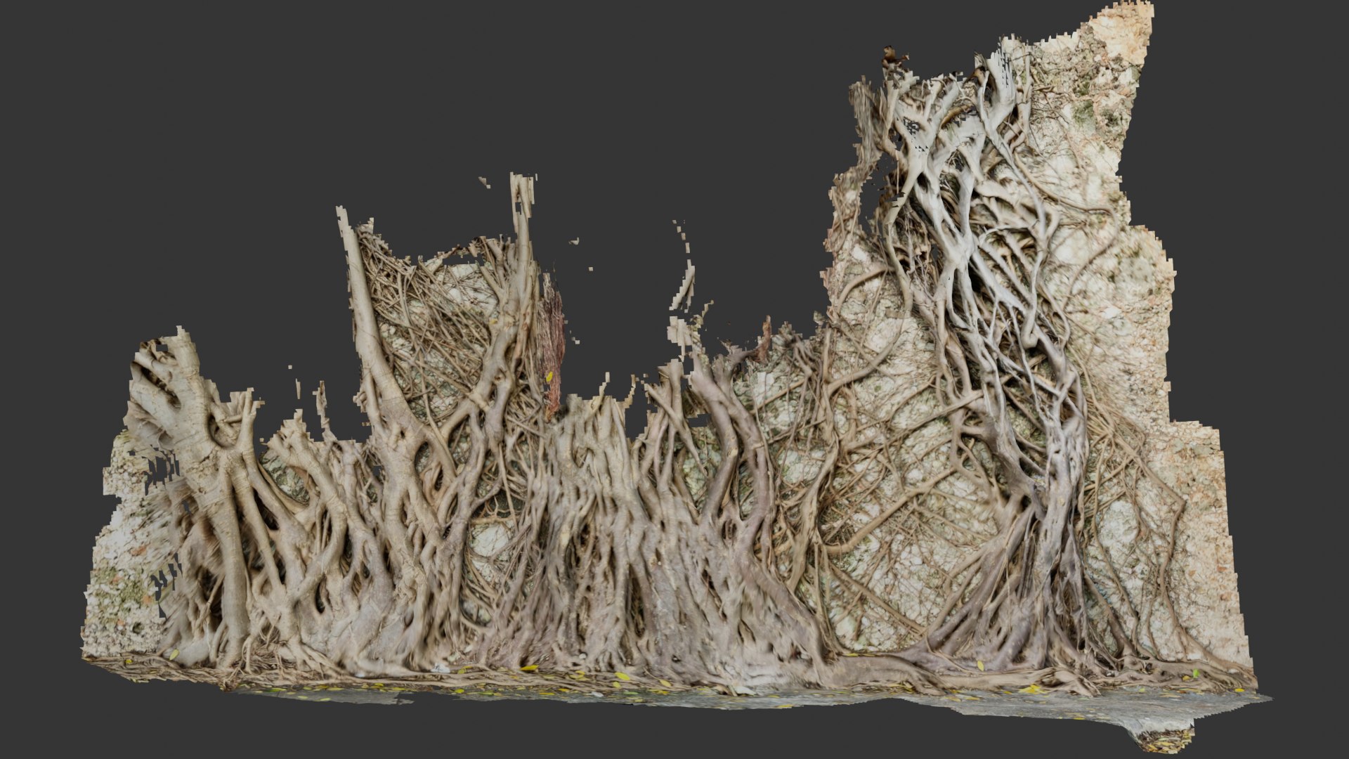 Roots In A Wall Lidar Scan 3D - TurboSquid 1909929