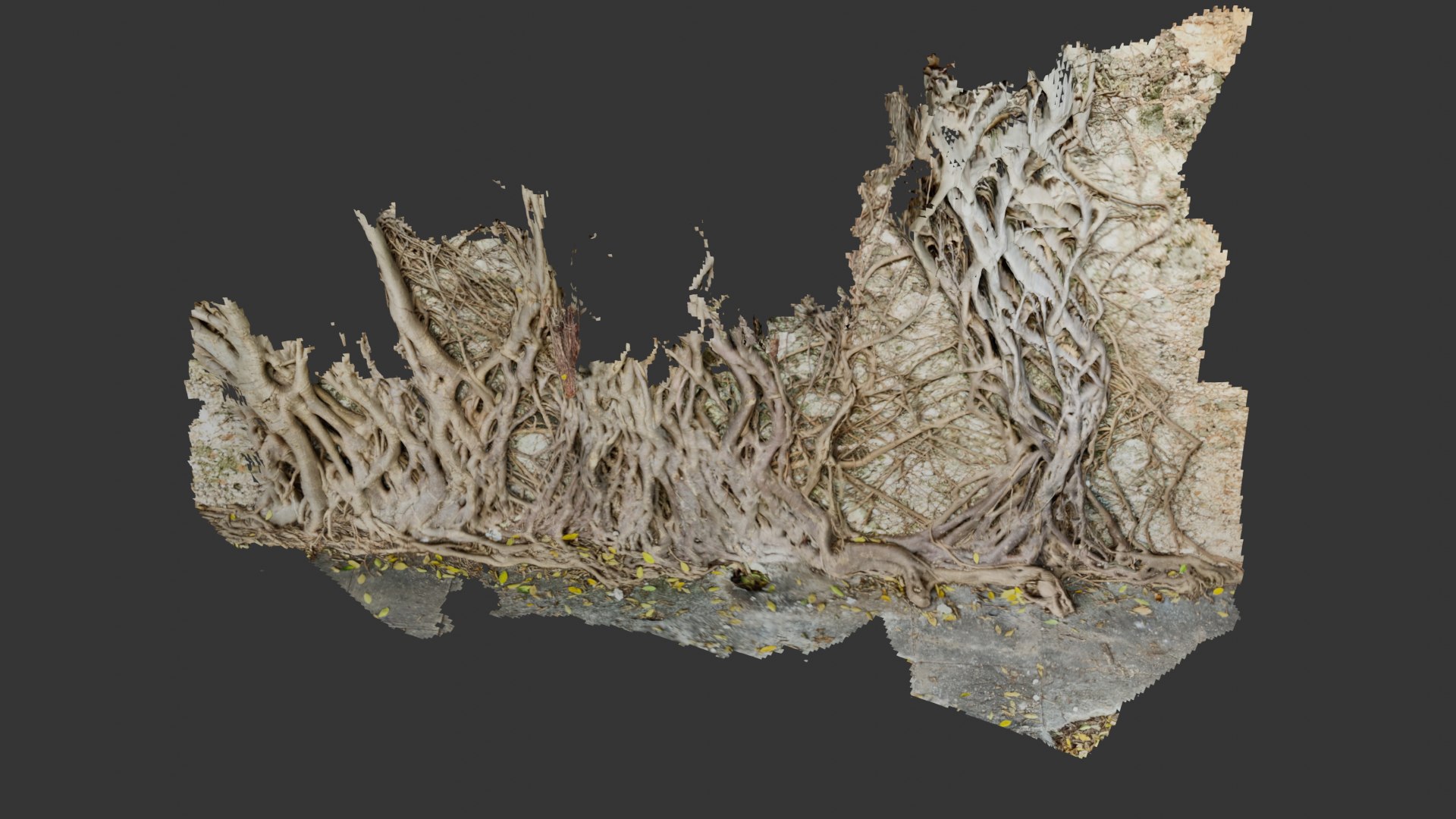 Roots In A Wall Lidar Scan 3D - TurboSquid 1909929
