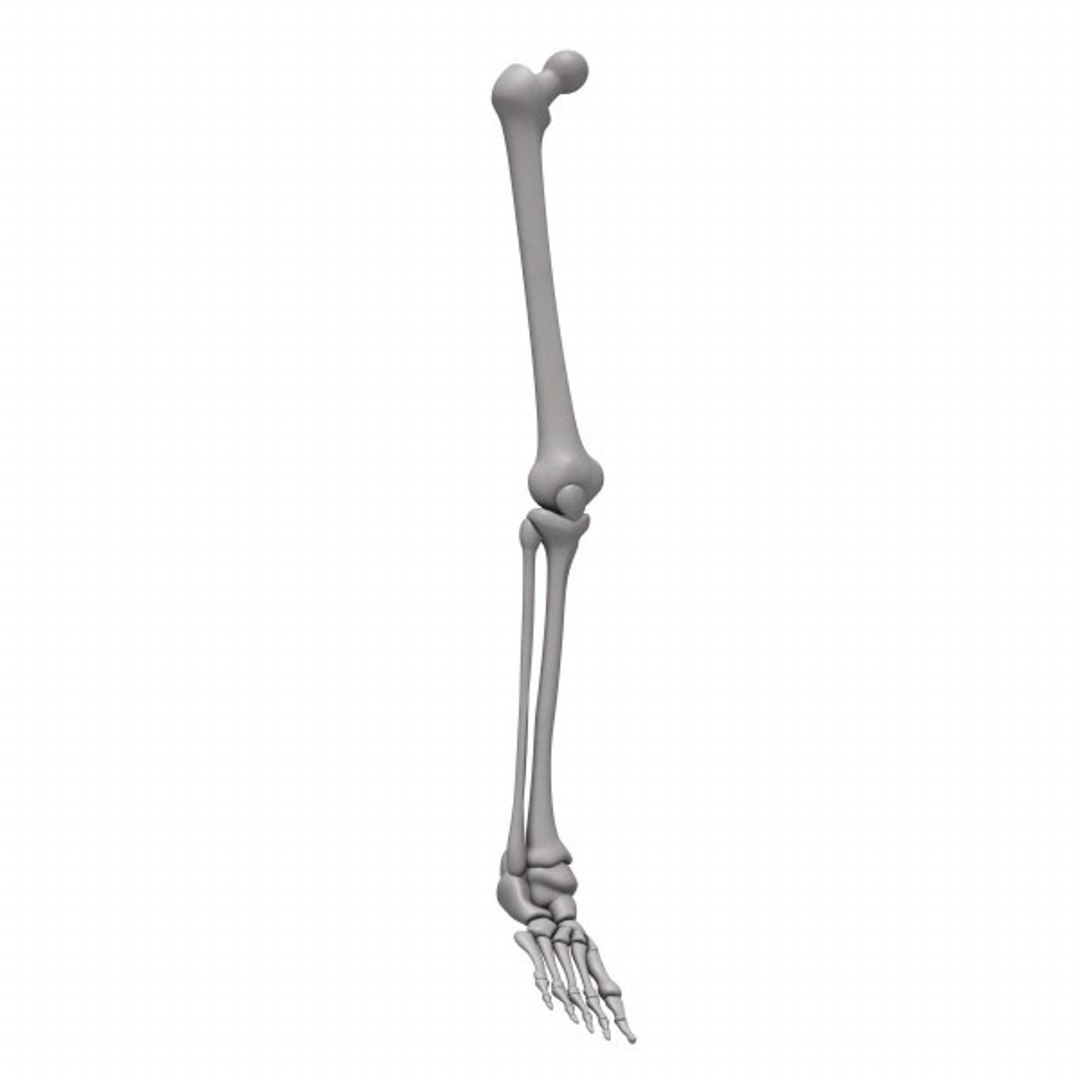3ds max leg bones human