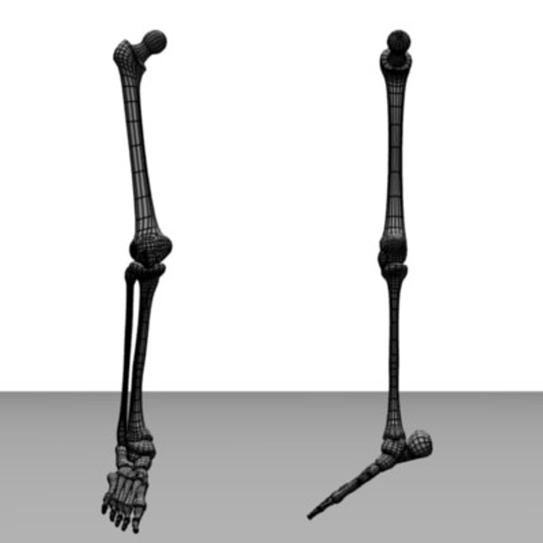 3ds Max Leg Bones Human