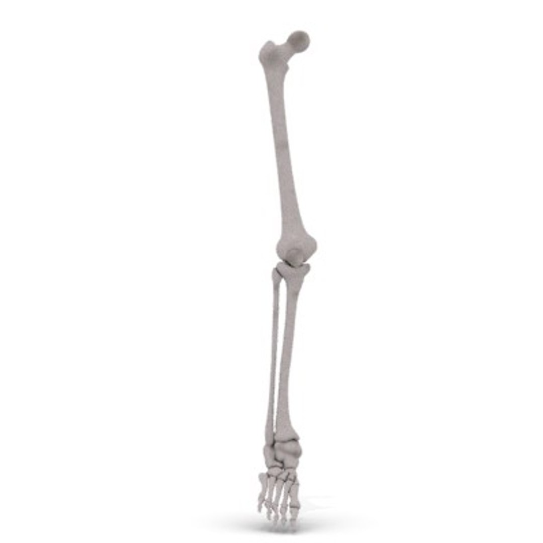 3ds Max Leg Bones Human