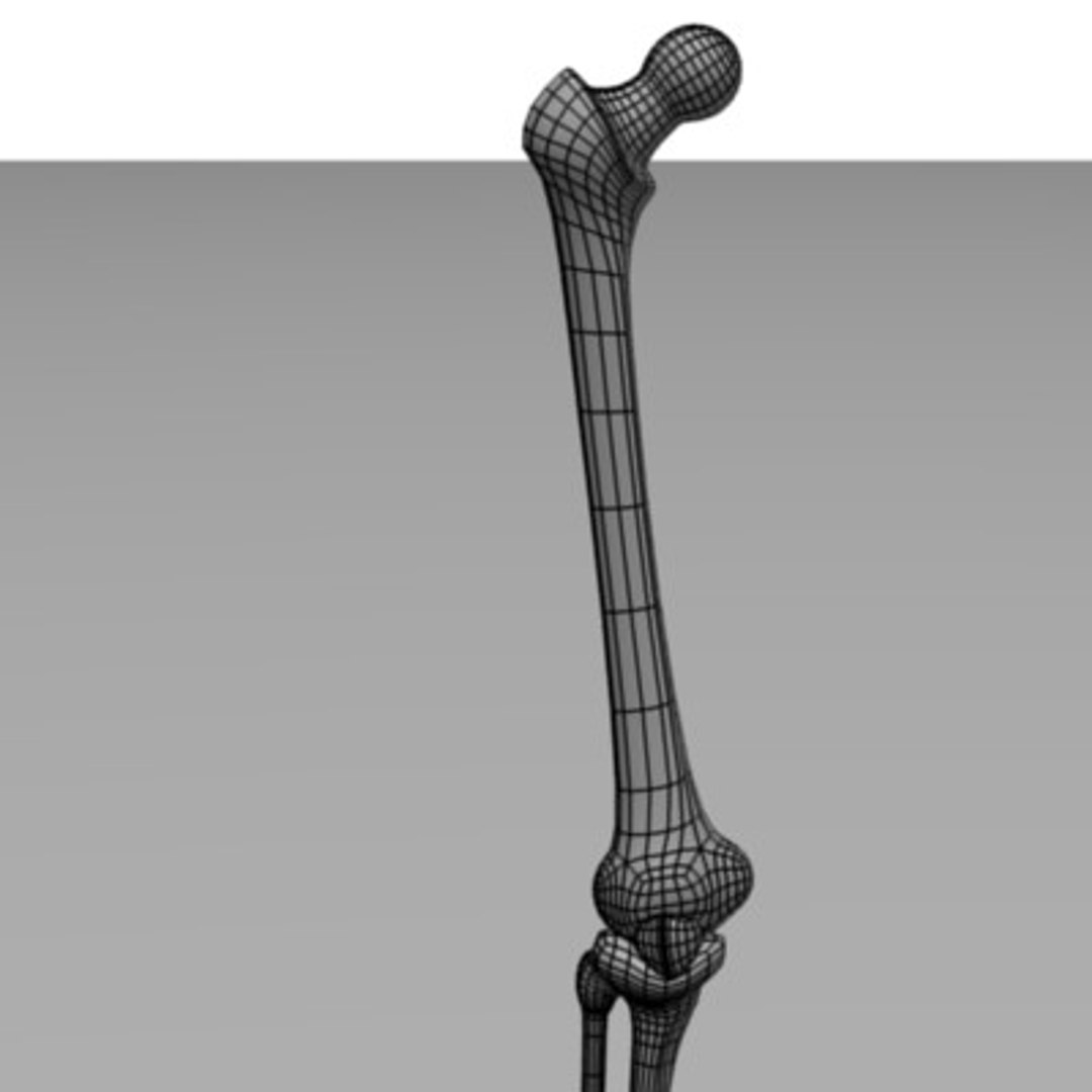 3ds Max Leg Bones Human