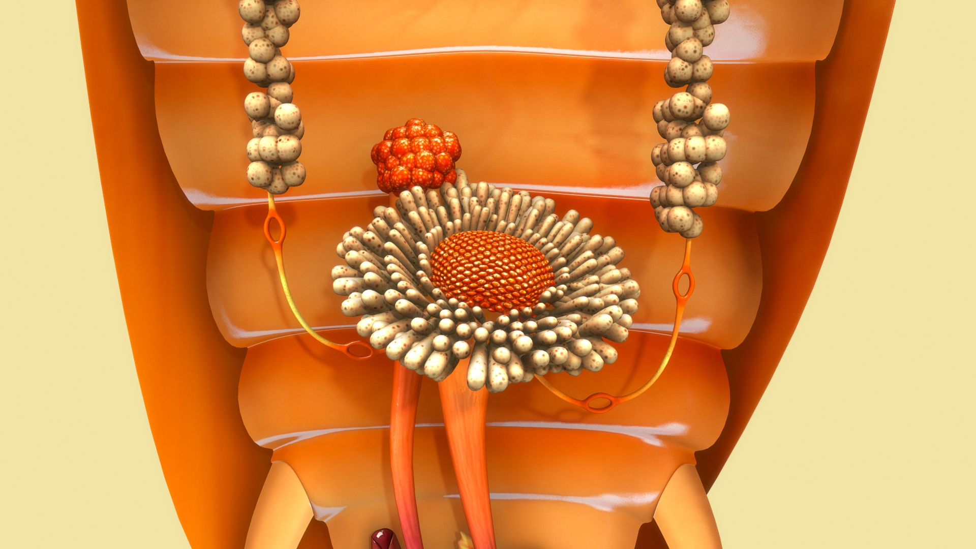 Male Reproductive System of Cockroach 3D model - TurboSquid 1856575
