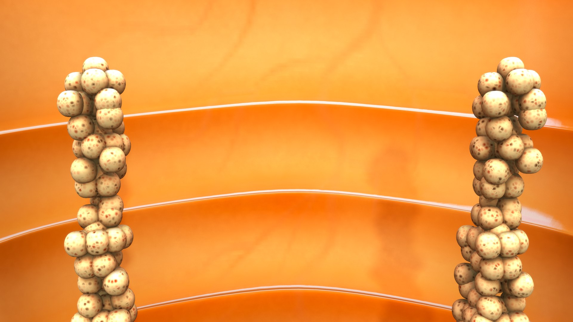 Male Reproductive System Of Cockroach 3D Model - TurboSquid 1856575