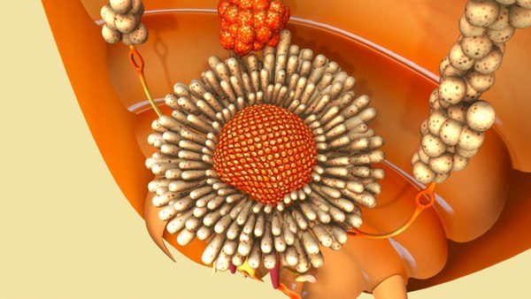 Male Reproductive System of Cockroach 3D model - TurboSquid 1856575