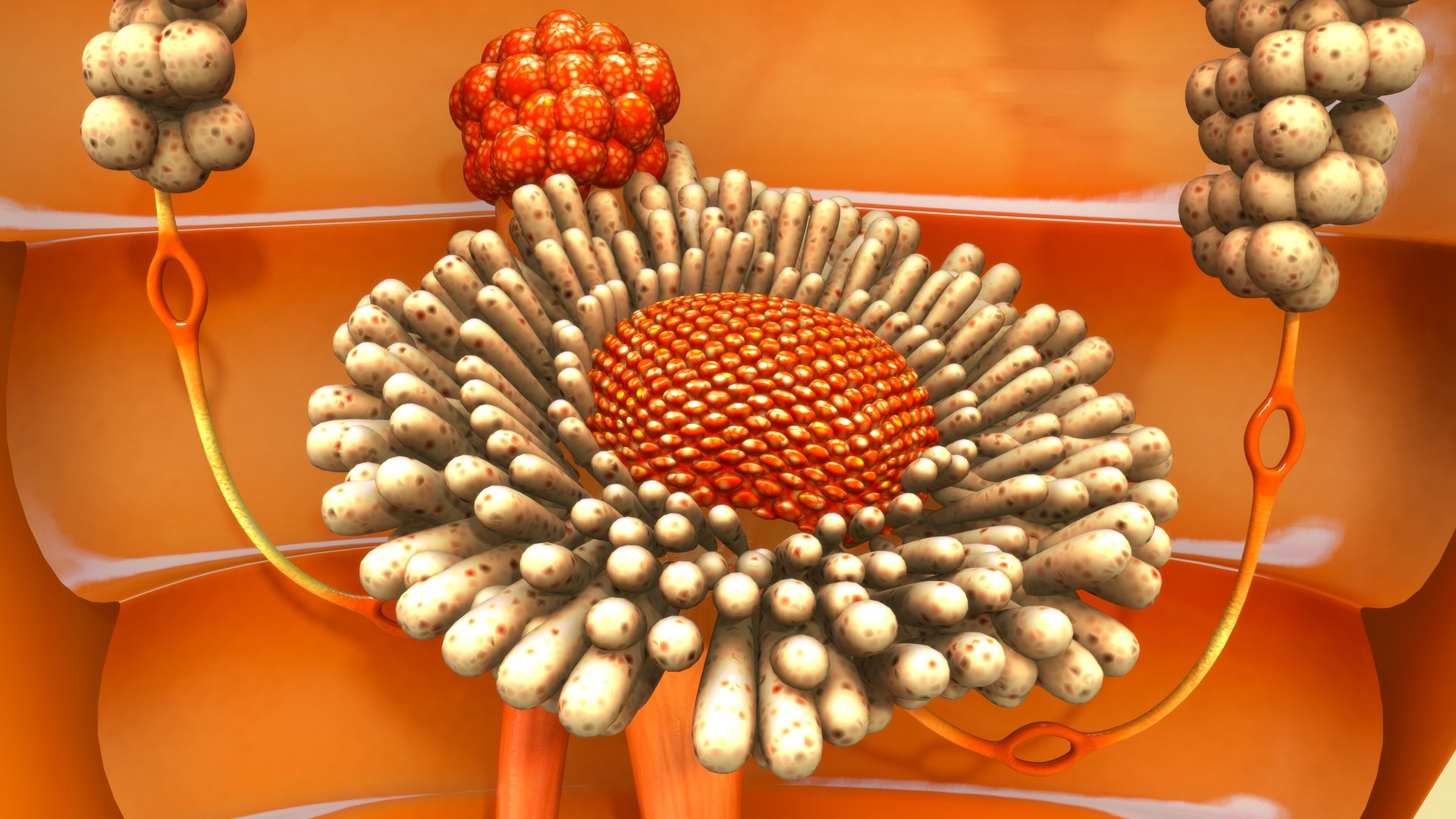 Male Reproductive System Of Cockroach 3D Model - TurboSquid 1856575