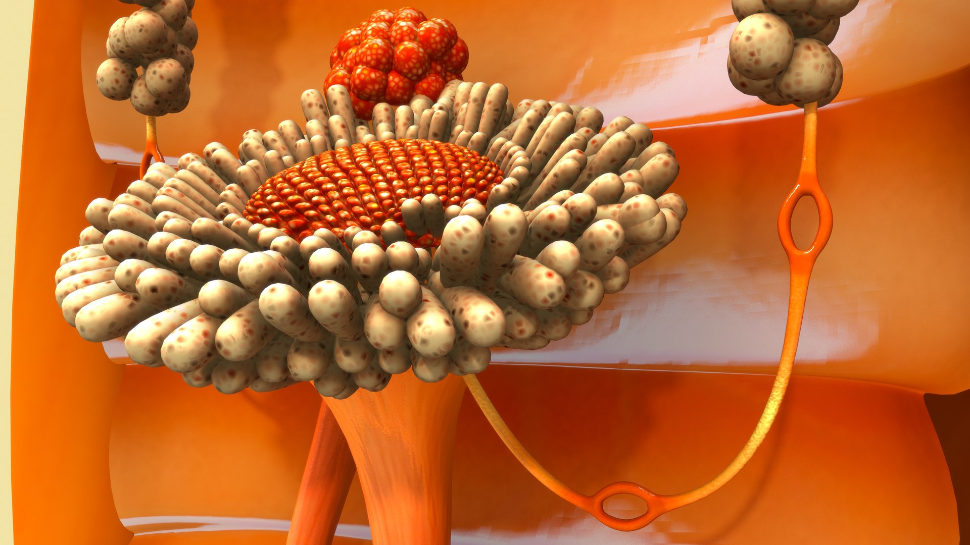 Male Reproductive System Of Cockroach 3D Model - TurboSquid 1856575