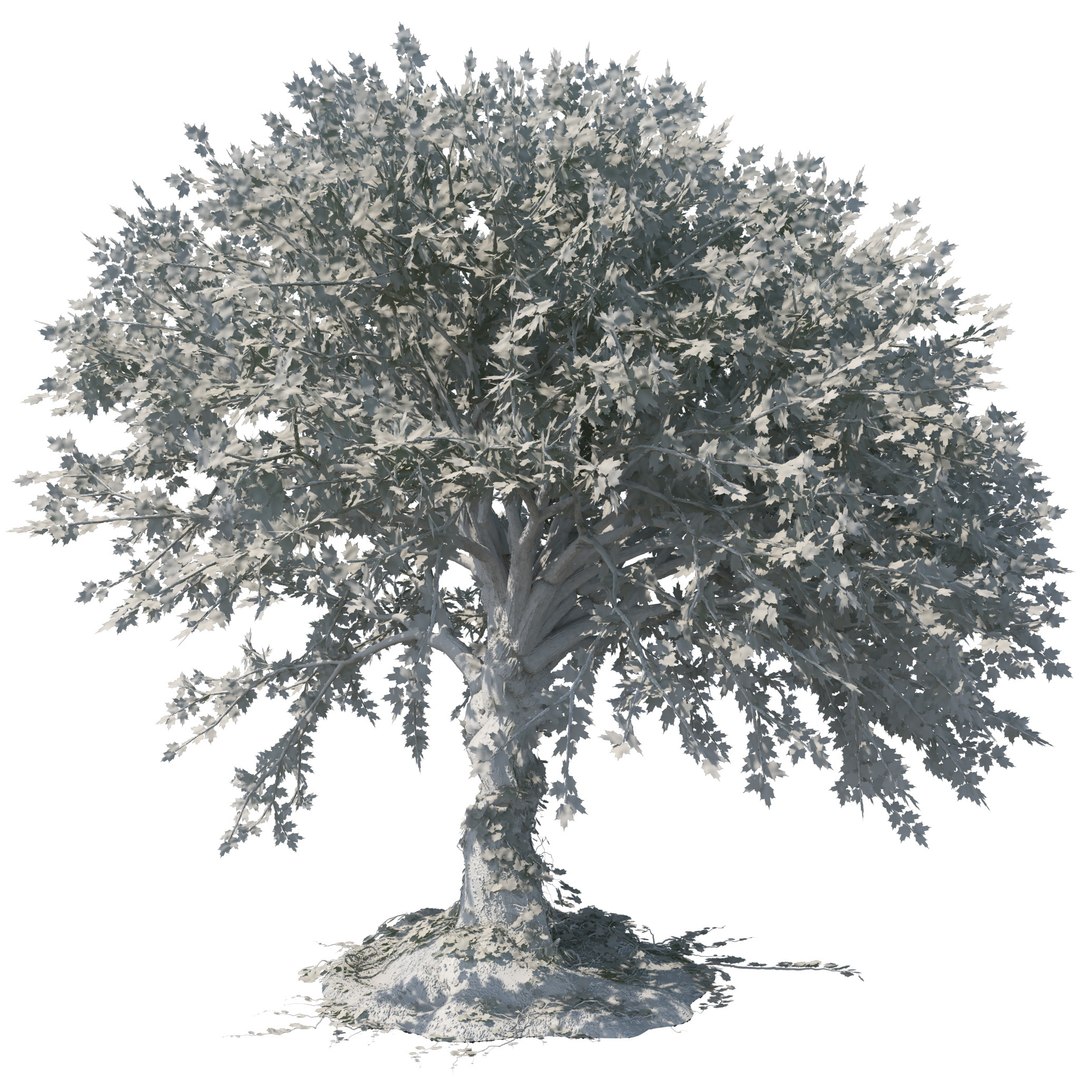 3D realistic tree - TurboSquid 1150625