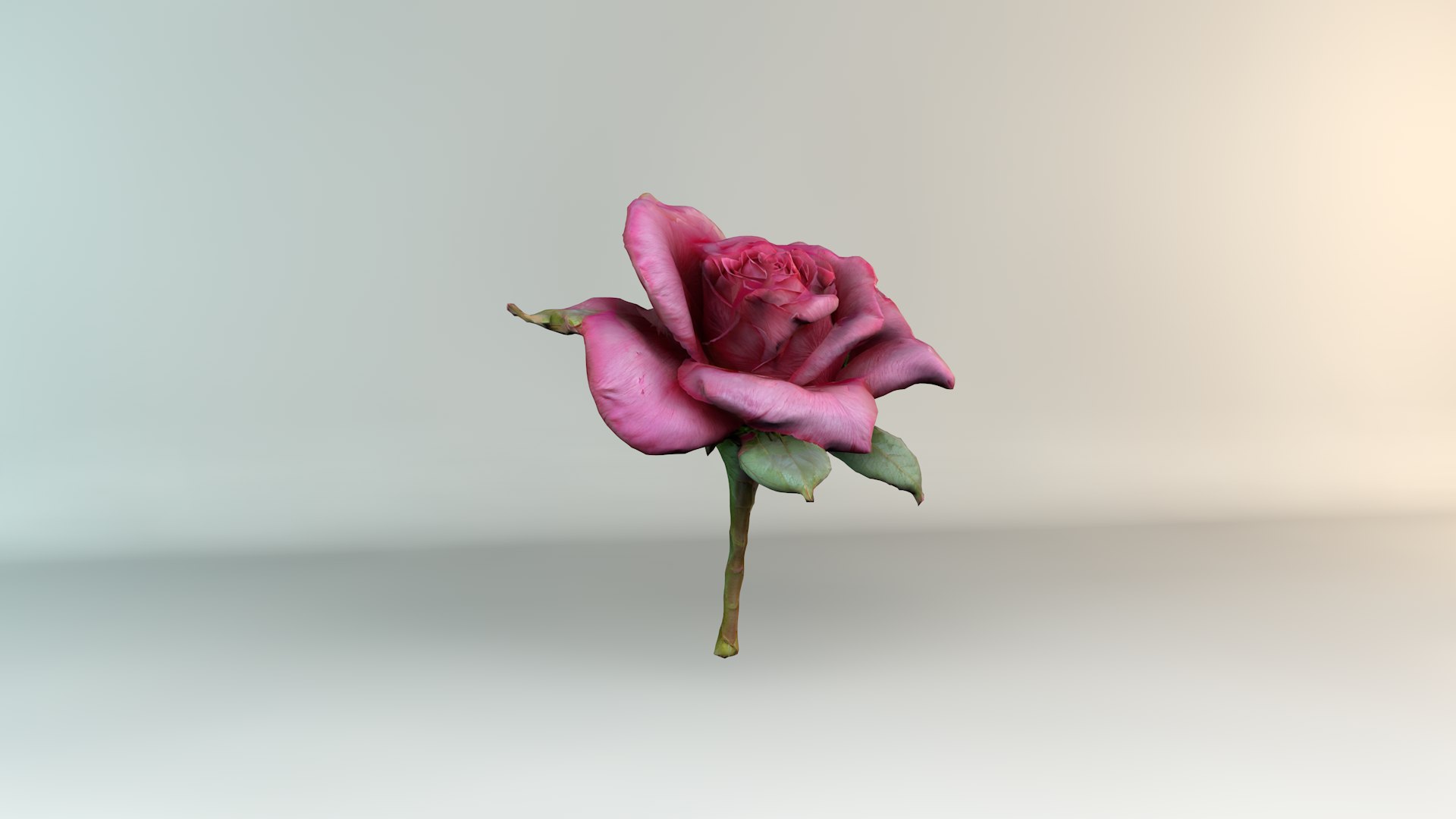3D Model Majestic Rose - TurboSquid 2244703