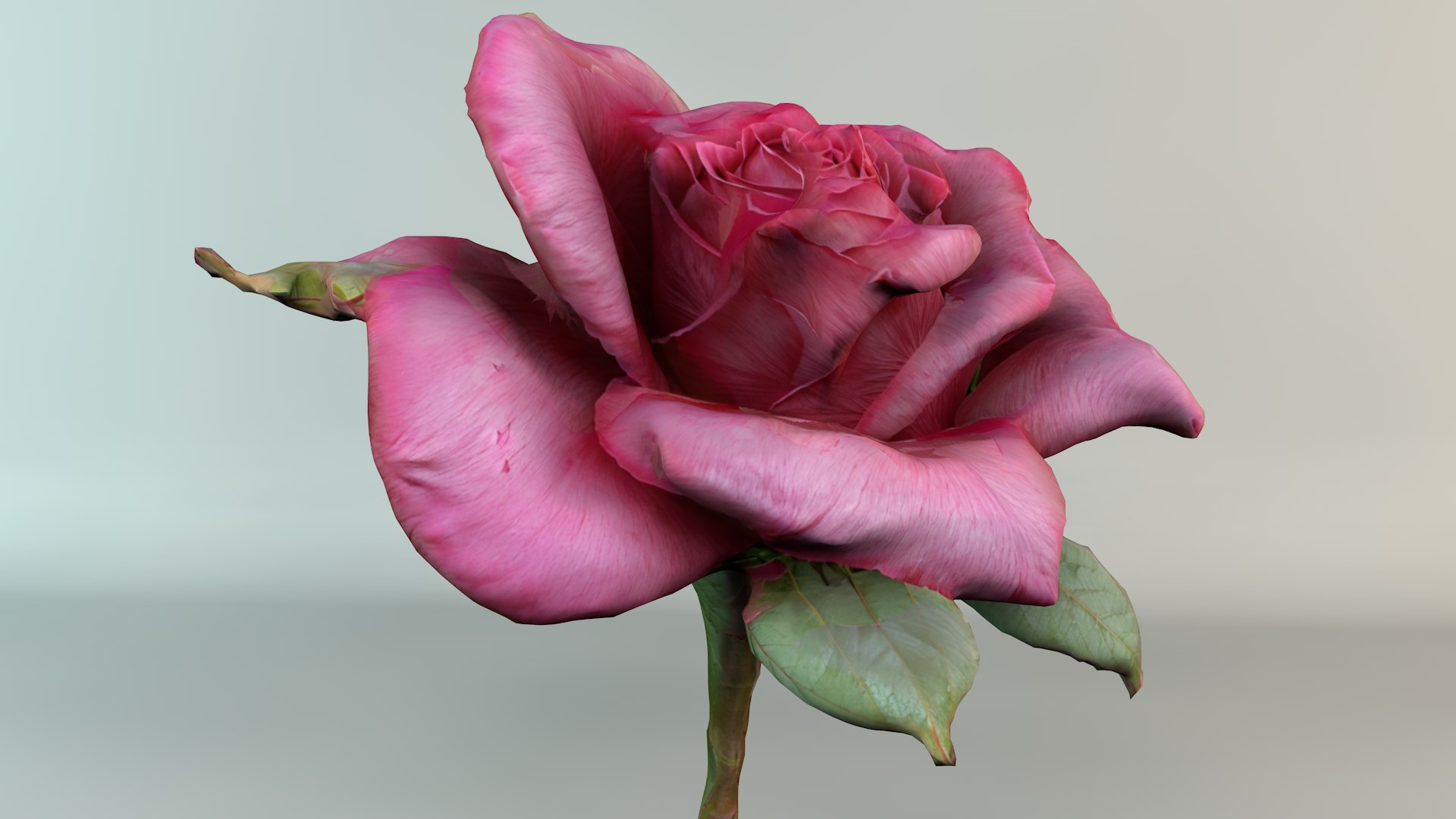 3D Model Majestic Rose - TurboSquid 2244703
