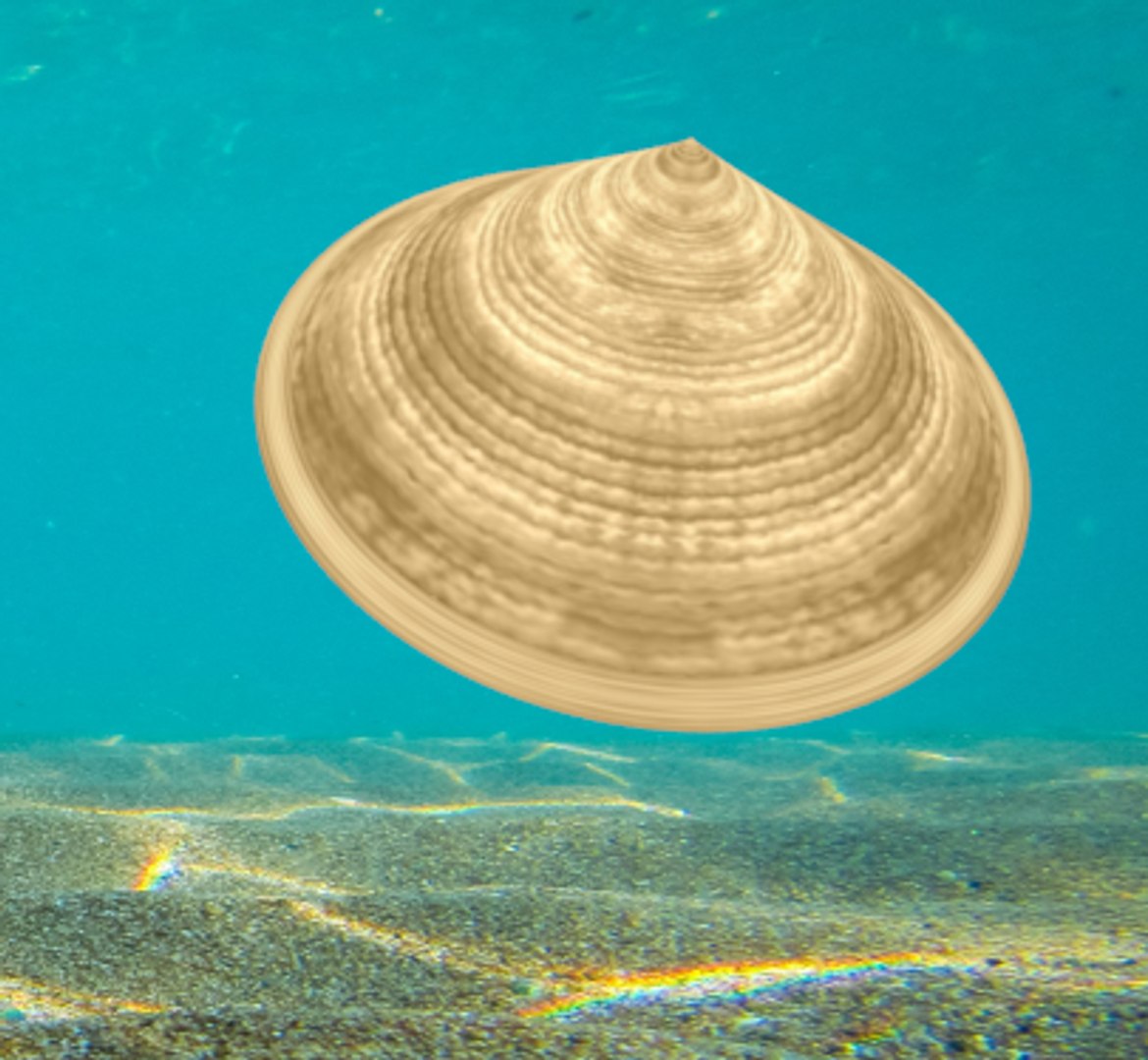 limpet blender blendbridge 3d model