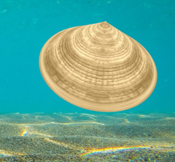 modelo 3d Lapa - TurboSquid 1102361