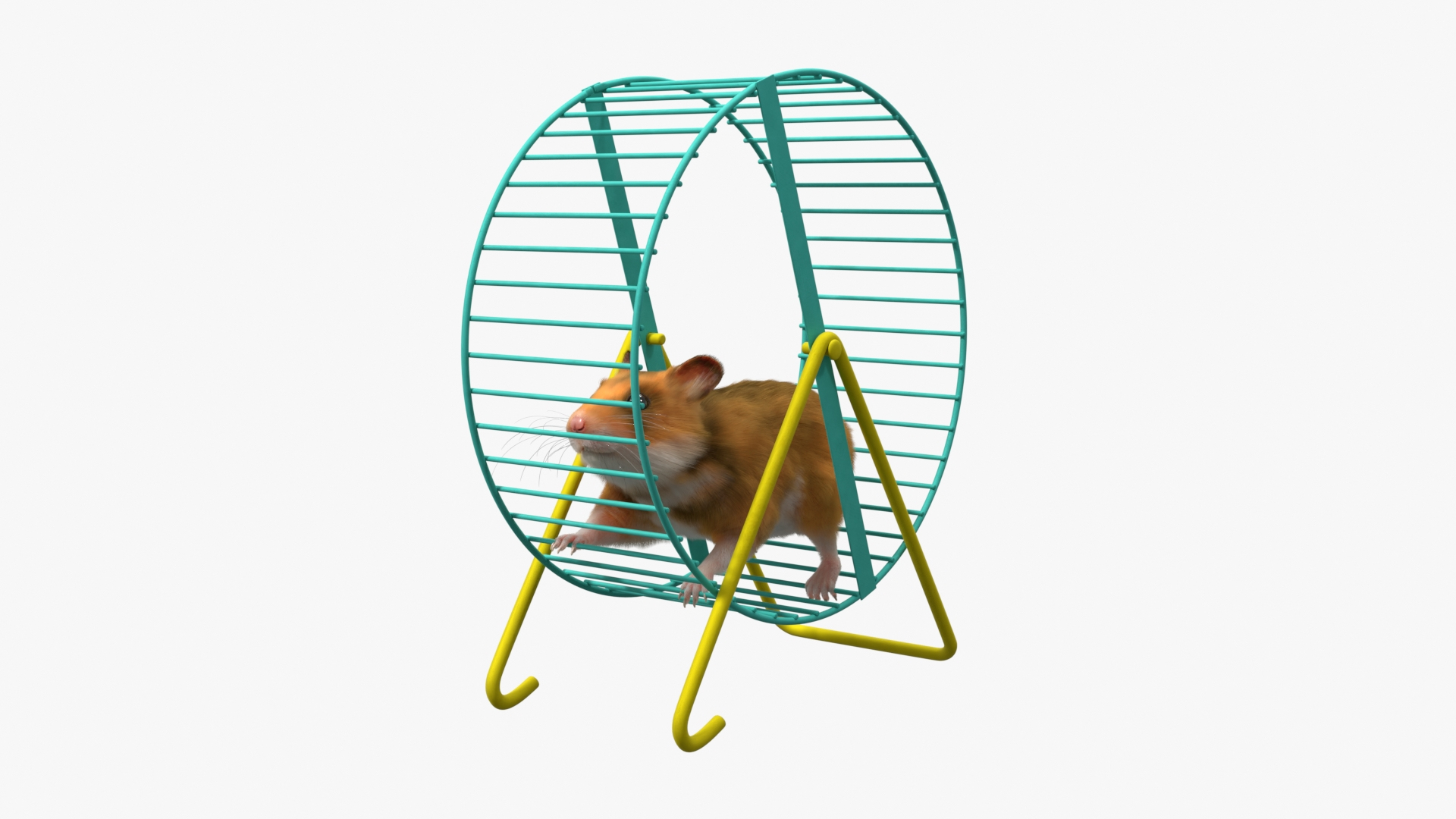 3D Small Hamster Runs In Wheel Animated Fur Rigged For Blender Model ...
