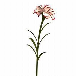 3D Carnation Models - Browse & Download Formats - TurboSquid