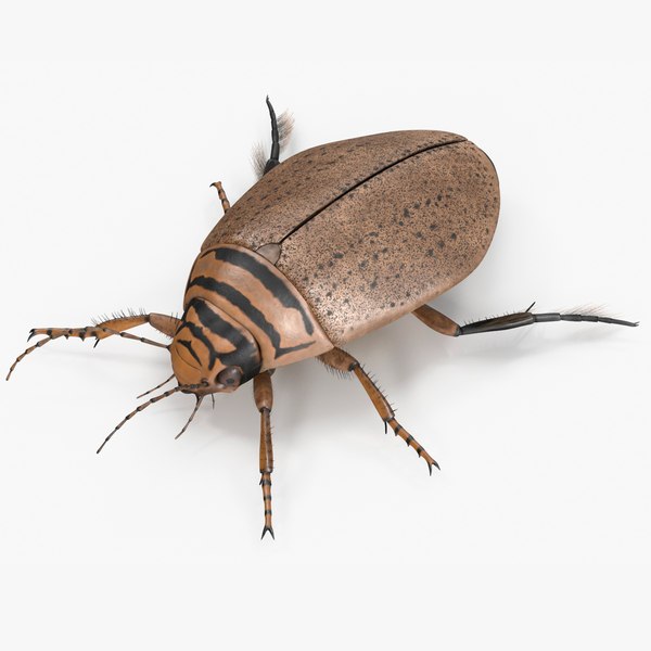 modelo 3d Insecto Escarabajo Acuático Beige Aparejado para Maya ...