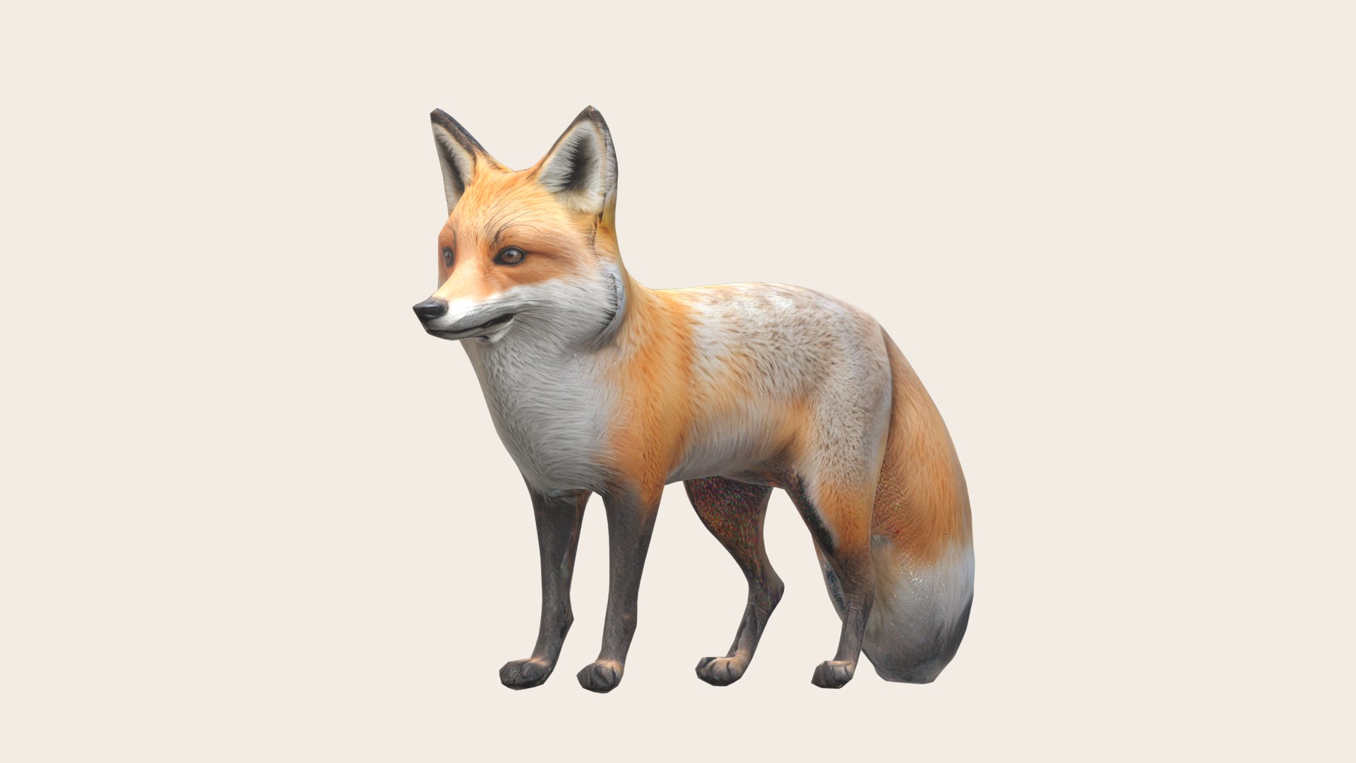 3D Fox - TurboSquid 2218985