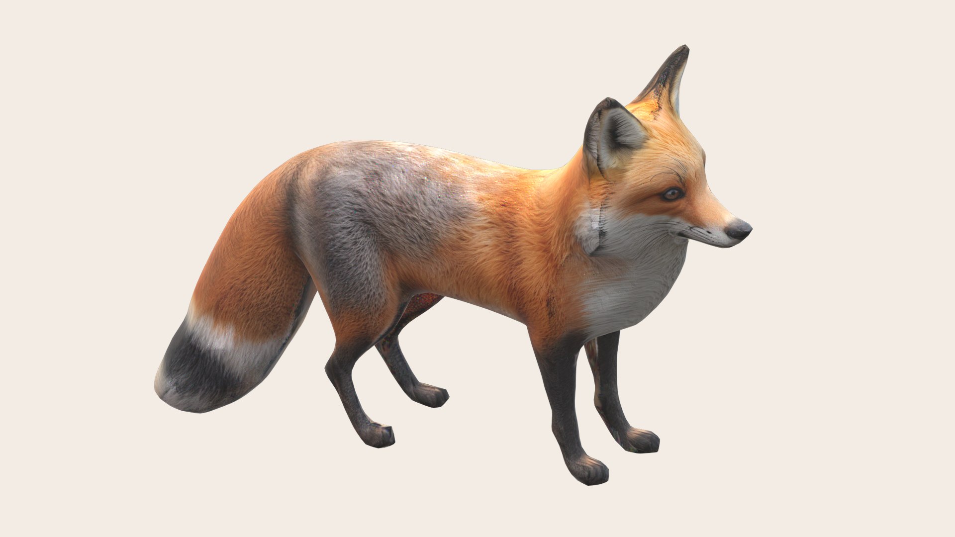 3D Fox - TurboSquid 2218985
