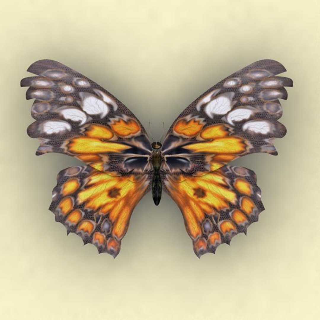 3d max midlle butterfly