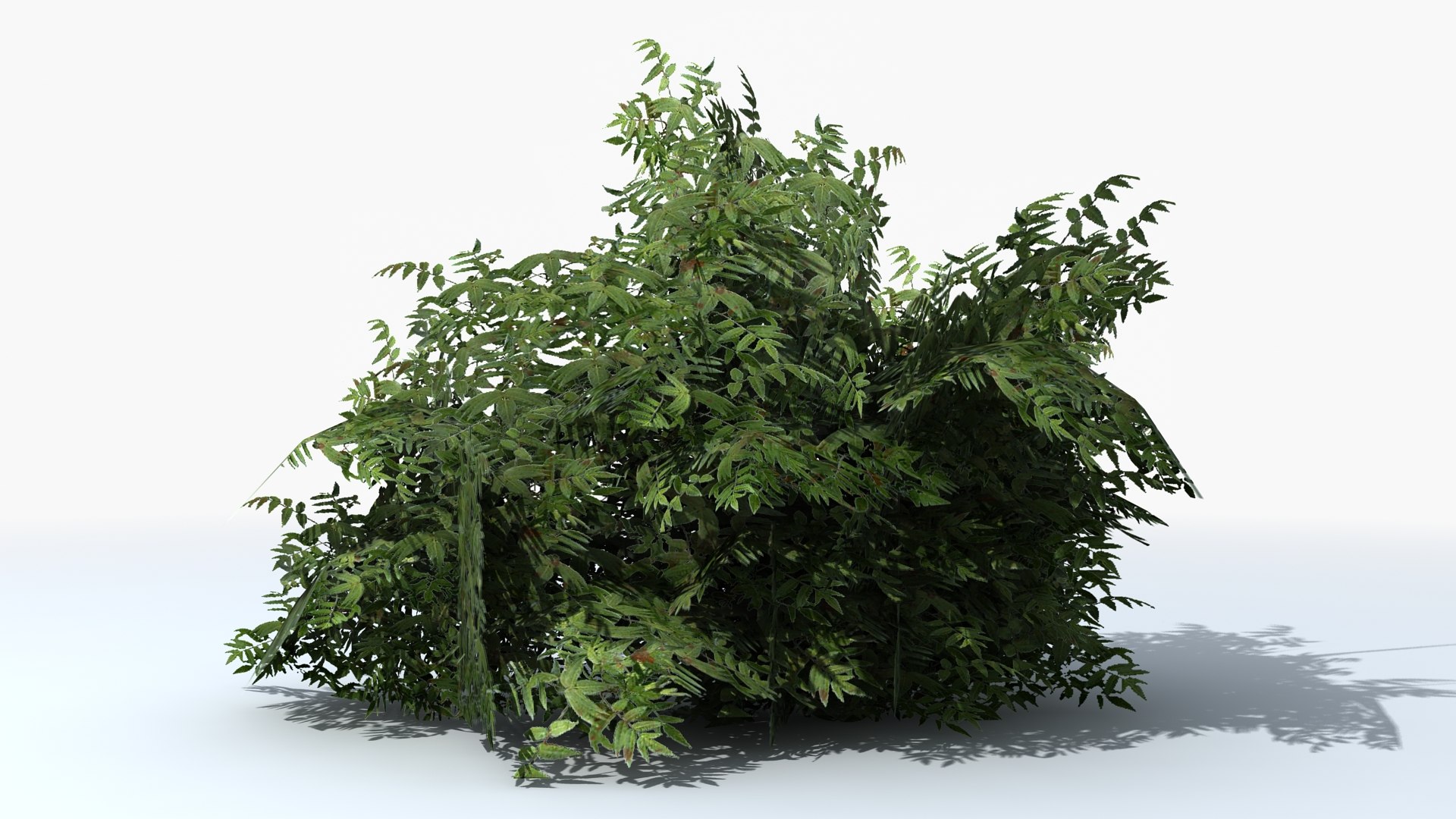 Shrub bush model - TurboSquid 1847938