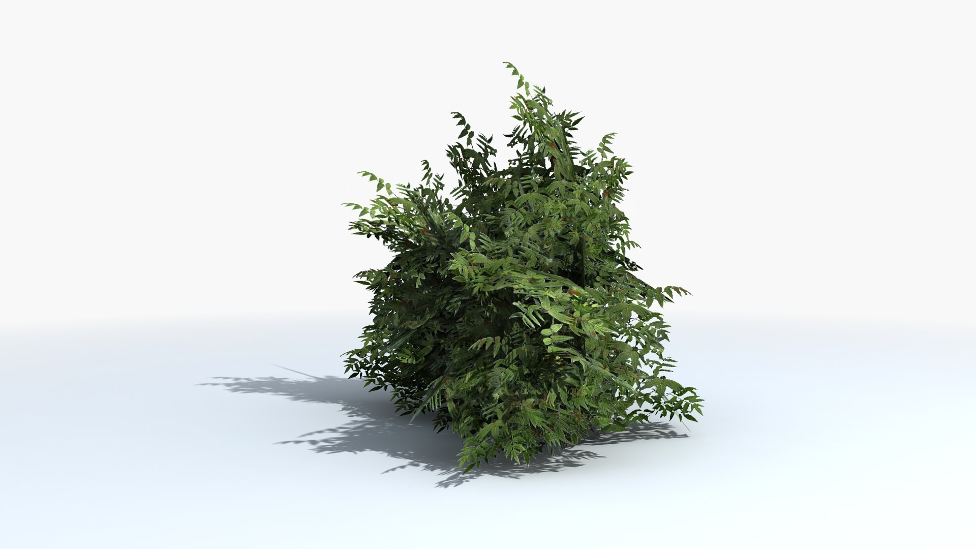 Shrub bush model - TurboSquid 1847938