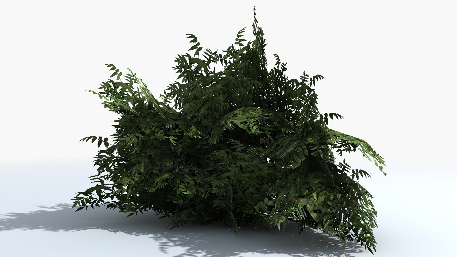 Shrub bush model - TurboSquid 1847938
