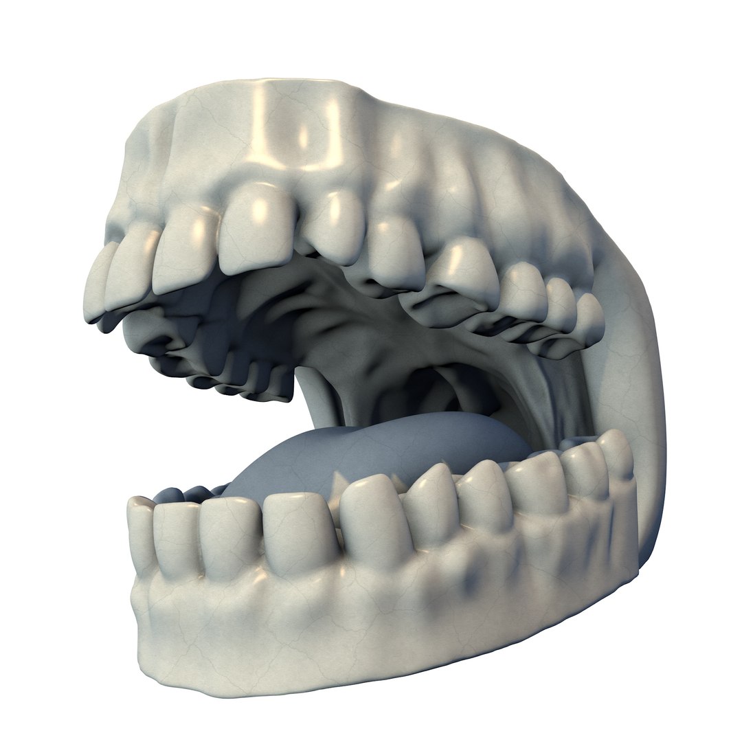 3D Teeth And Tongue Model - TurboSquid 2417050