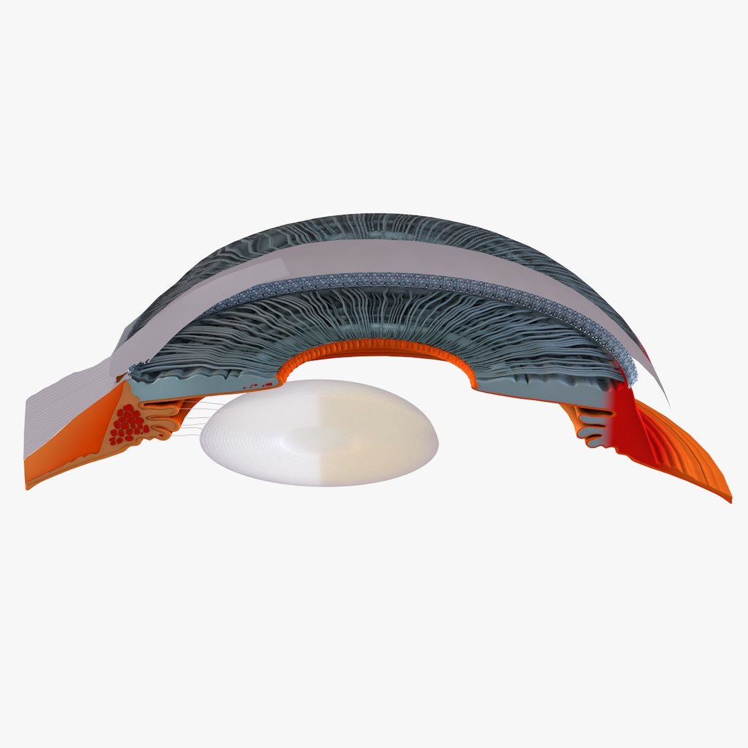Cross Section of Human Eyeball 3D model - TurboSquid 2107018