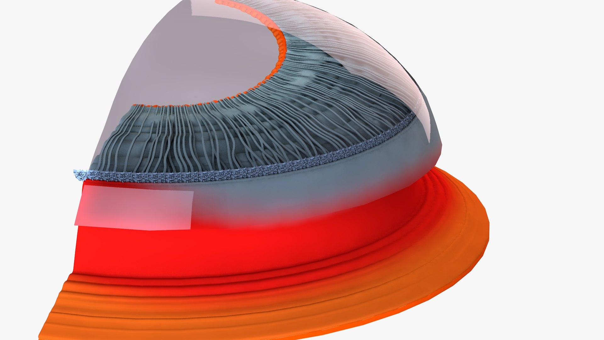 Cross Section Of Human Eyeball 3D Model - TurboSquid 2107018