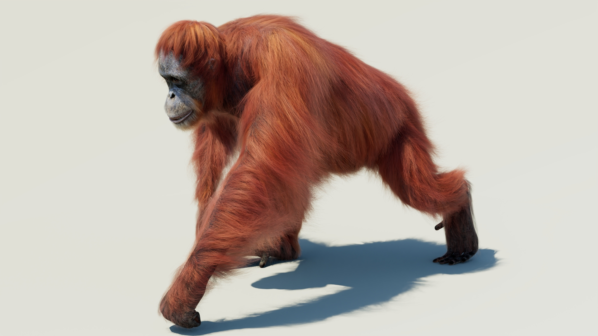 3D Orangutan Animated Fur Model - TurboSquid 2510612