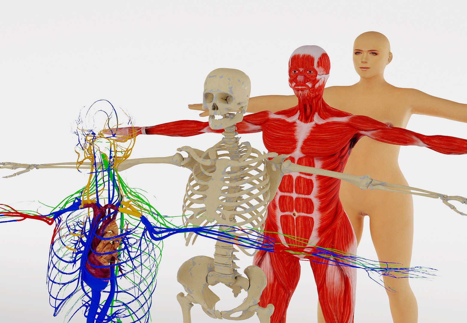 3D Complete Female Body Muscles Skull Internal Organs And Circulatory ...