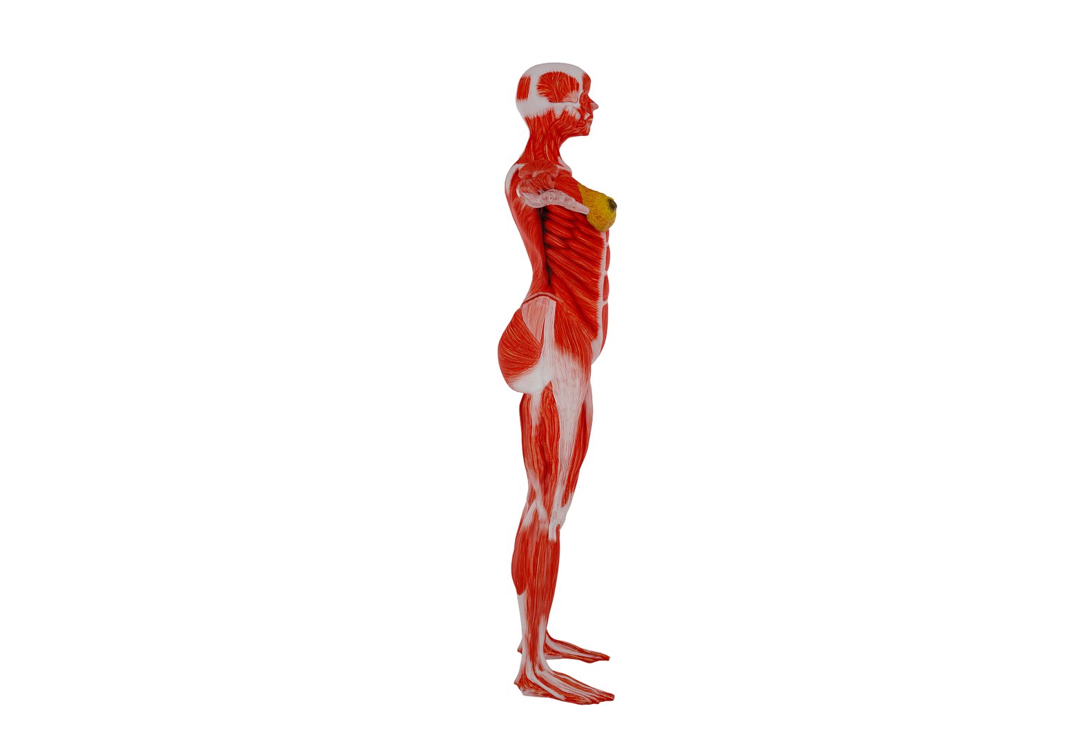 3D Complete Female Body Muscles Skull Internal Organs And Circulatory ...