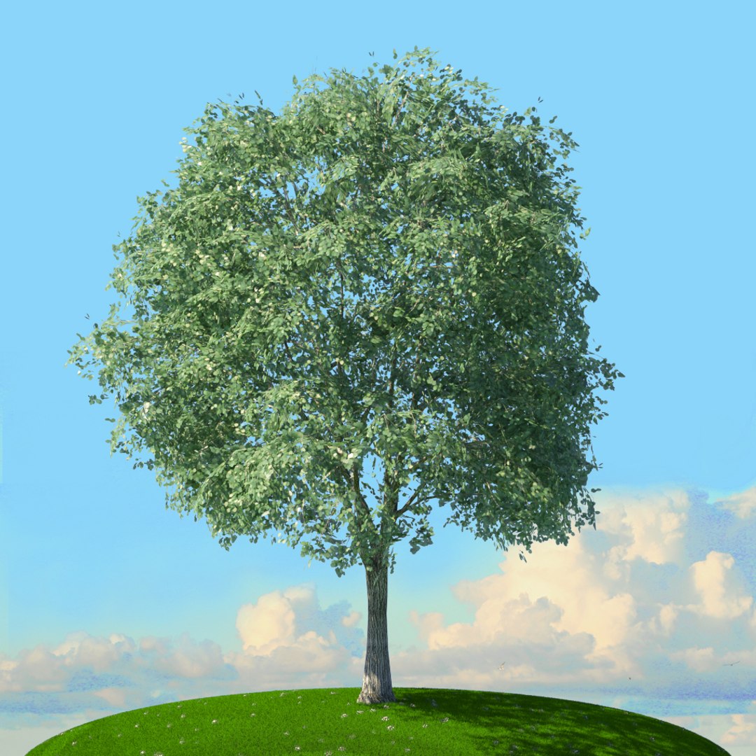 Trees Spring Environment 3D Model - TurboSquid 1655015