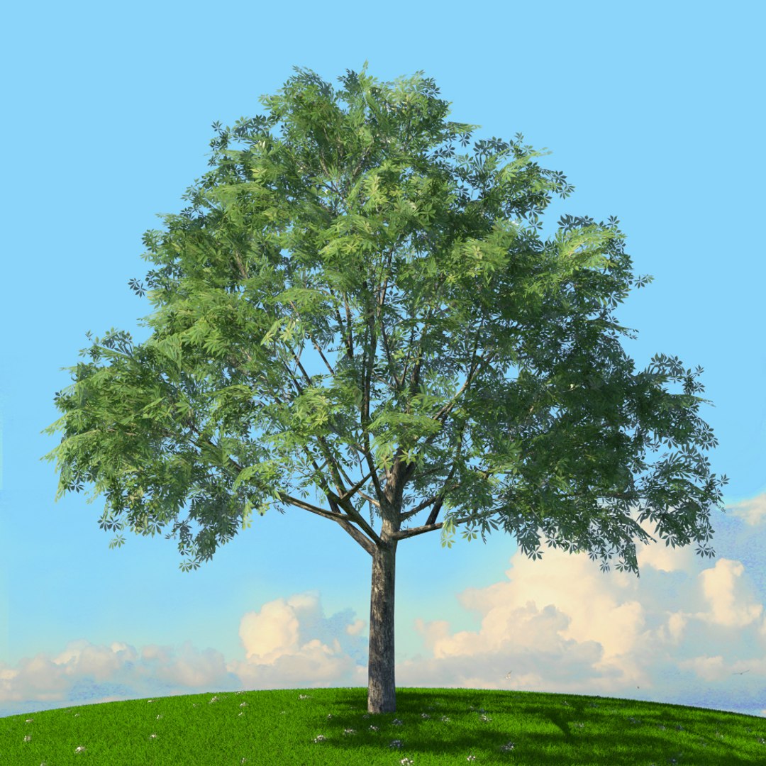 Trees Spring Environment 3D Model - TurboSquid 1655015
