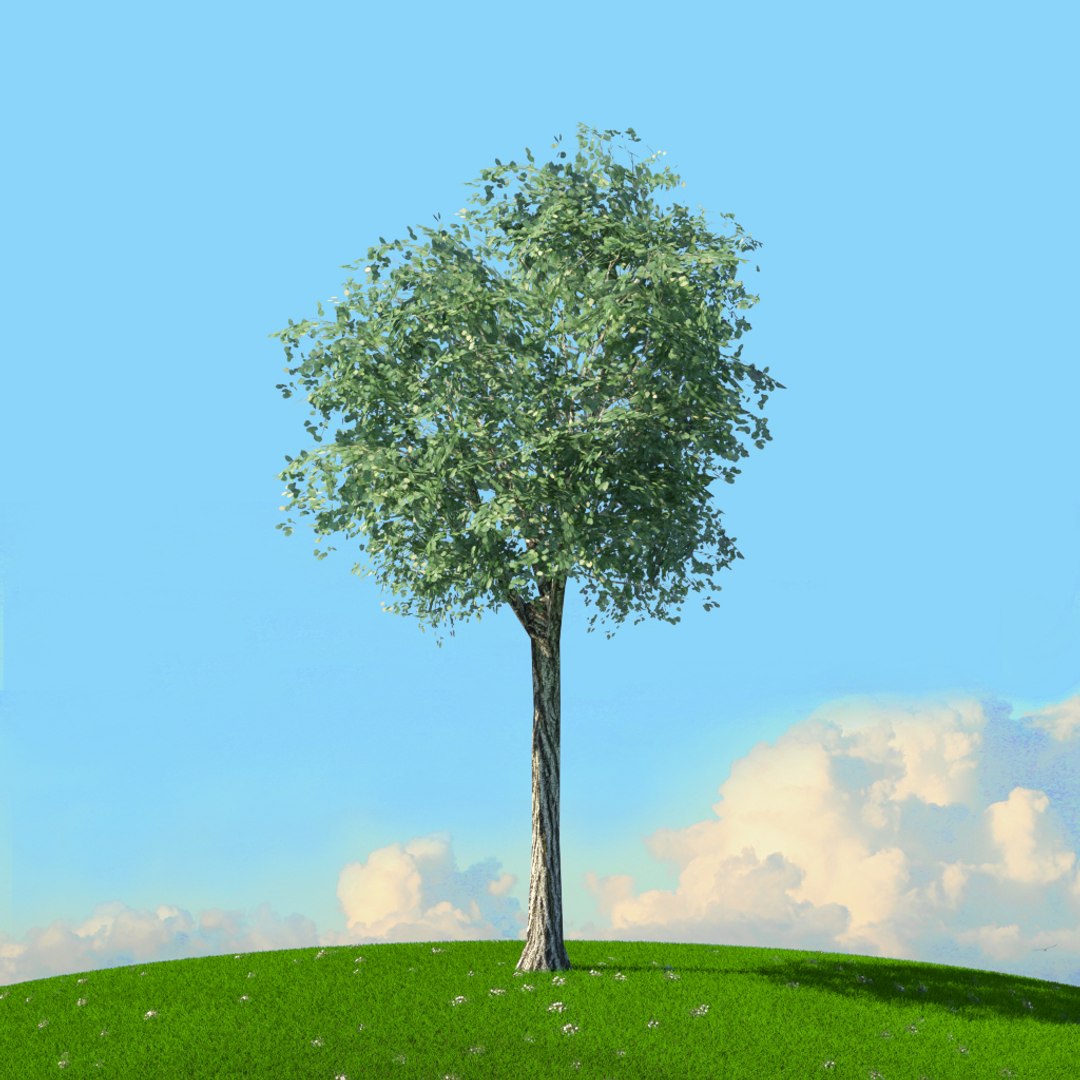 Trees Spring Environment 3D Model - TurboSquid 1655015