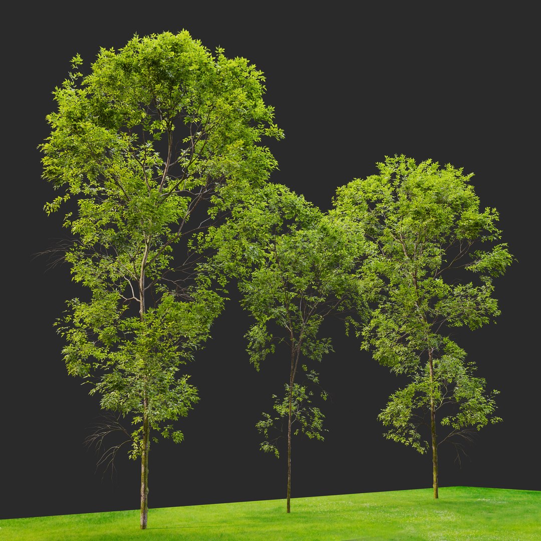 3D Ash Tree Set 02 Model - TurboSquid 1938219