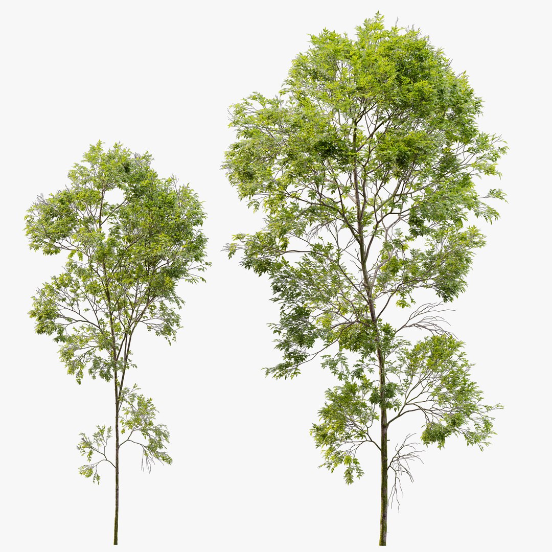 3D Ash Tree Set 02 Model - TurboSquid 1938219