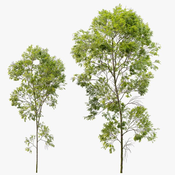 3D Ash tree set 02 model - TurboSquid 1938219