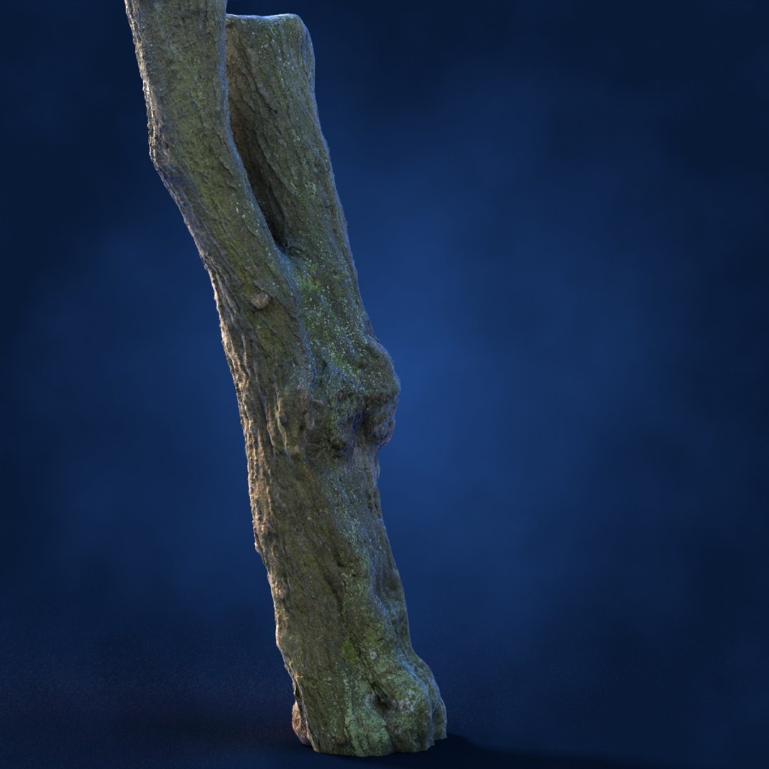 Tree Chestnut Trunk 3d Model
