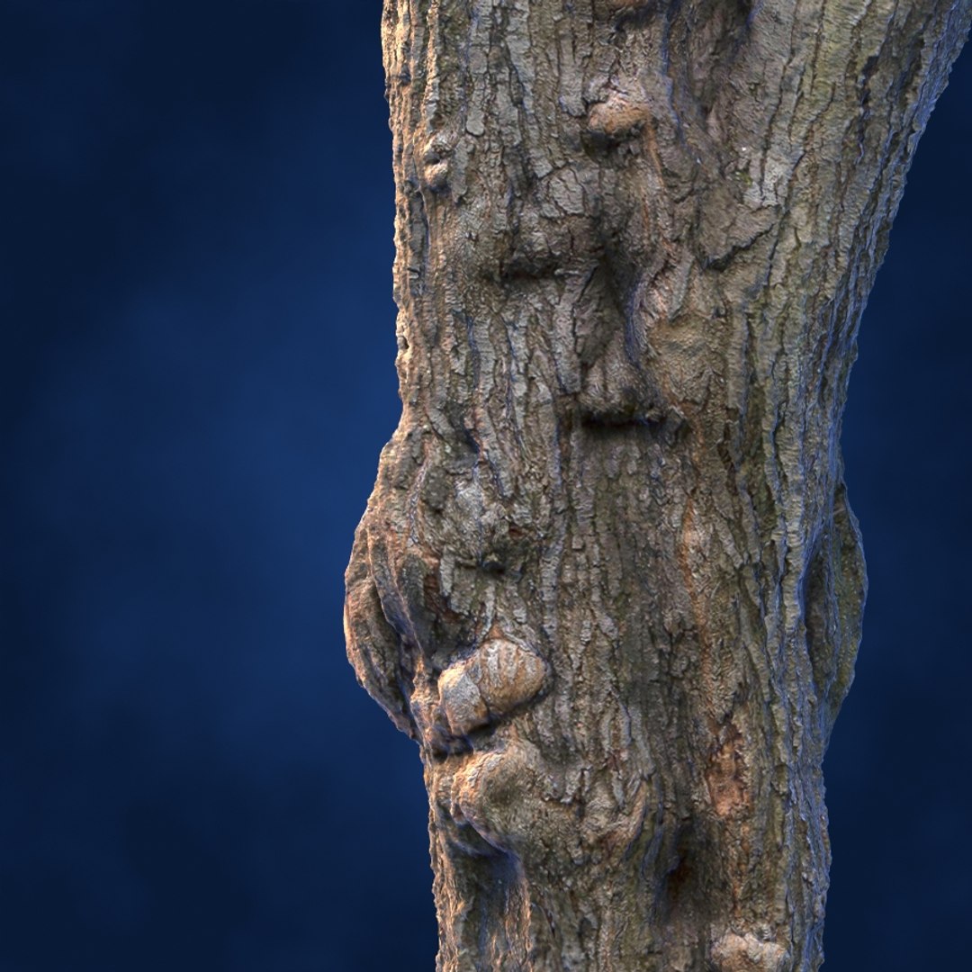Tree Chestnut Trunk 3d Model