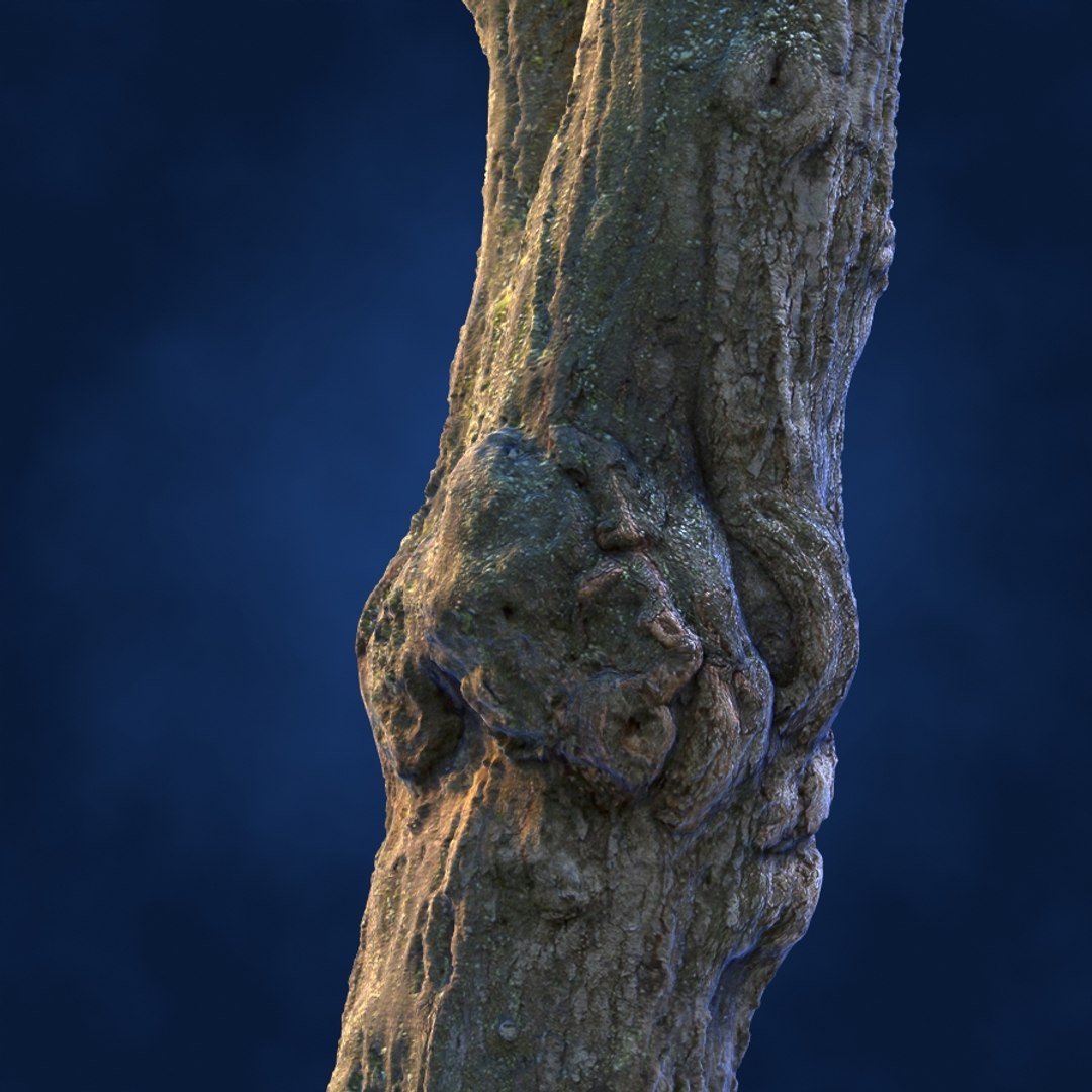 Tree Chestnut Trunk 3d Model